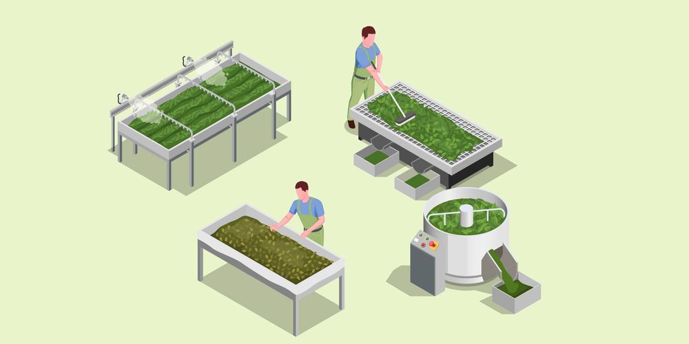 6 Steps to Start Importing Tea From China | PackMojo