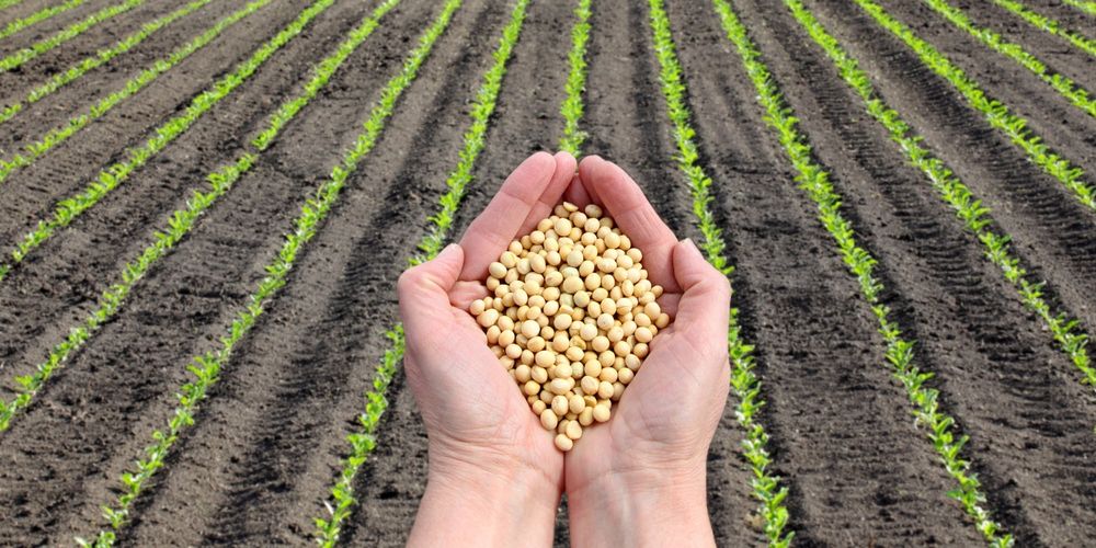 101 Guide: Soy-based Ink & Soy Ink Printing | PackMojo