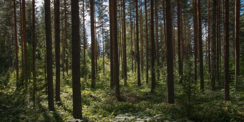 FSC Packaging: A Sustainable & Greener Future | PackMojo