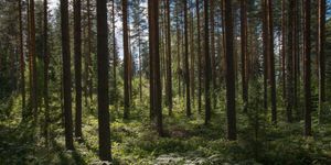 FSC Packaging: A Sustainable & Greener Future | PackMojo